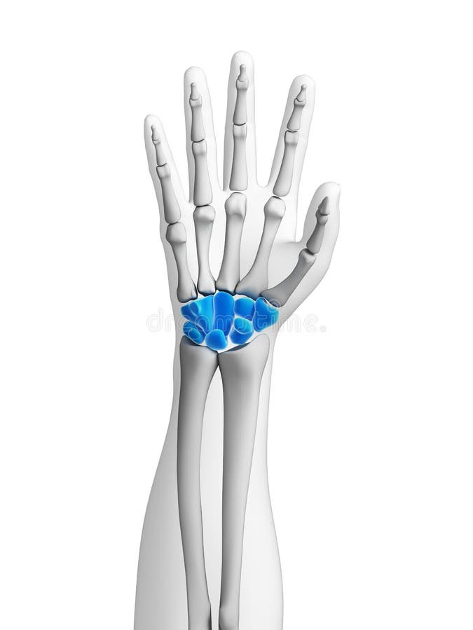 Handknochen stock abbildung. Illustration von medizinisch - 30721800