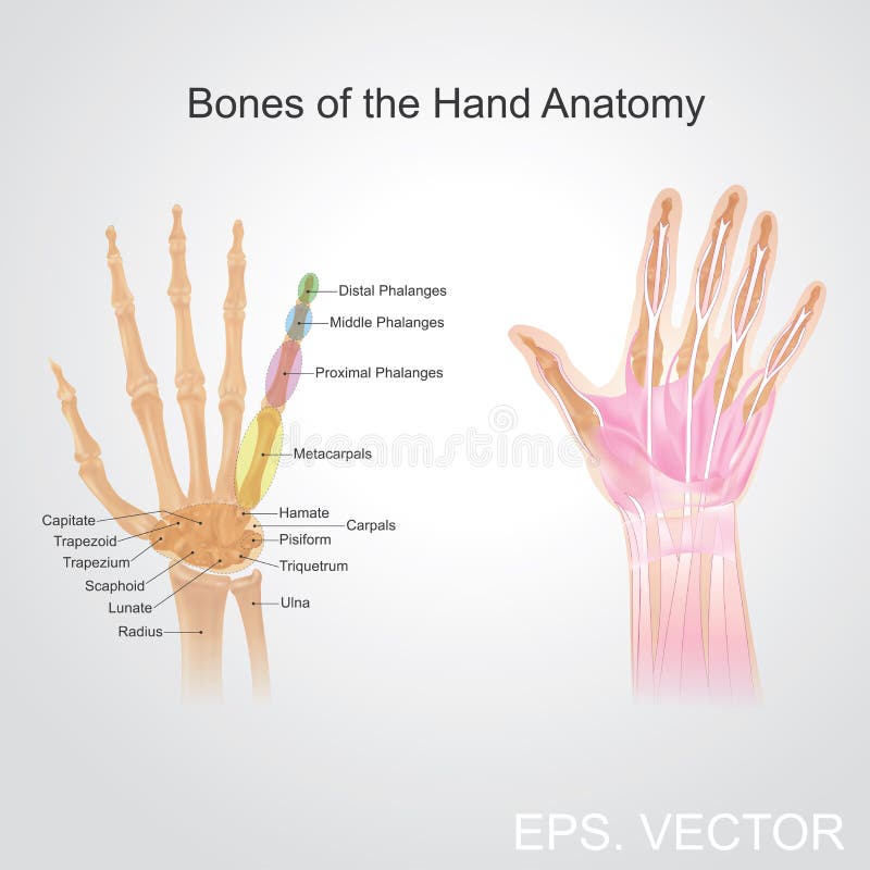 Handknochen-Anatomie Mit Detail Vektor Abbildung - Illustration von ...