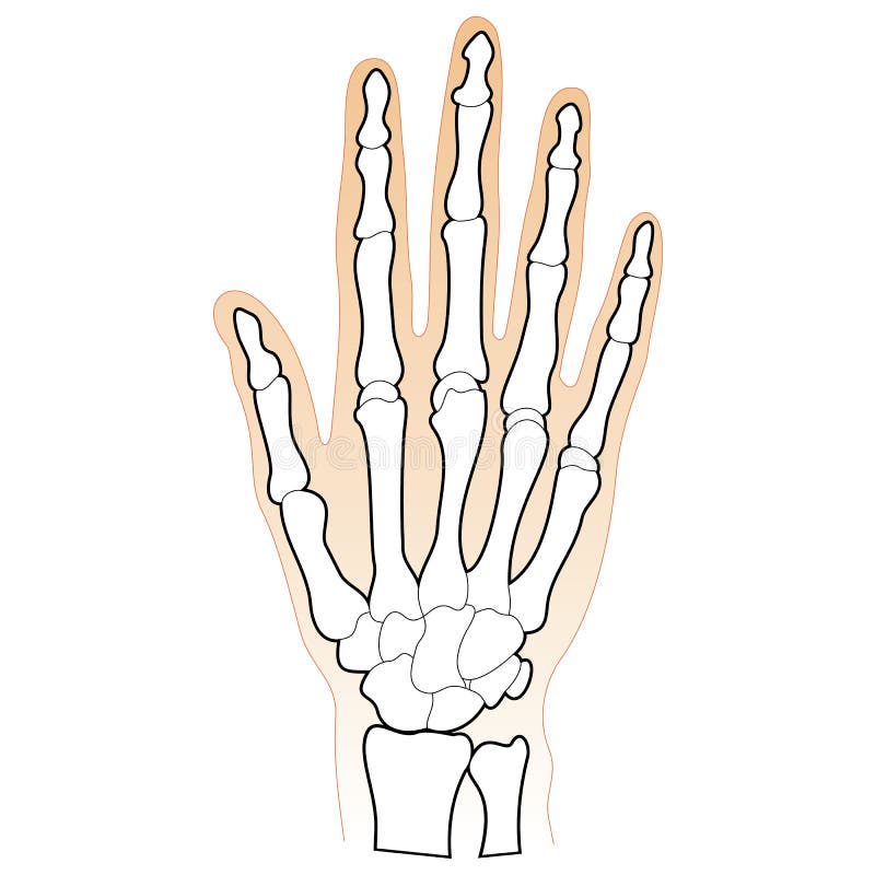 Knochen Der Menschlichen Hand Vektor Abbildung - Illustration von elle ...