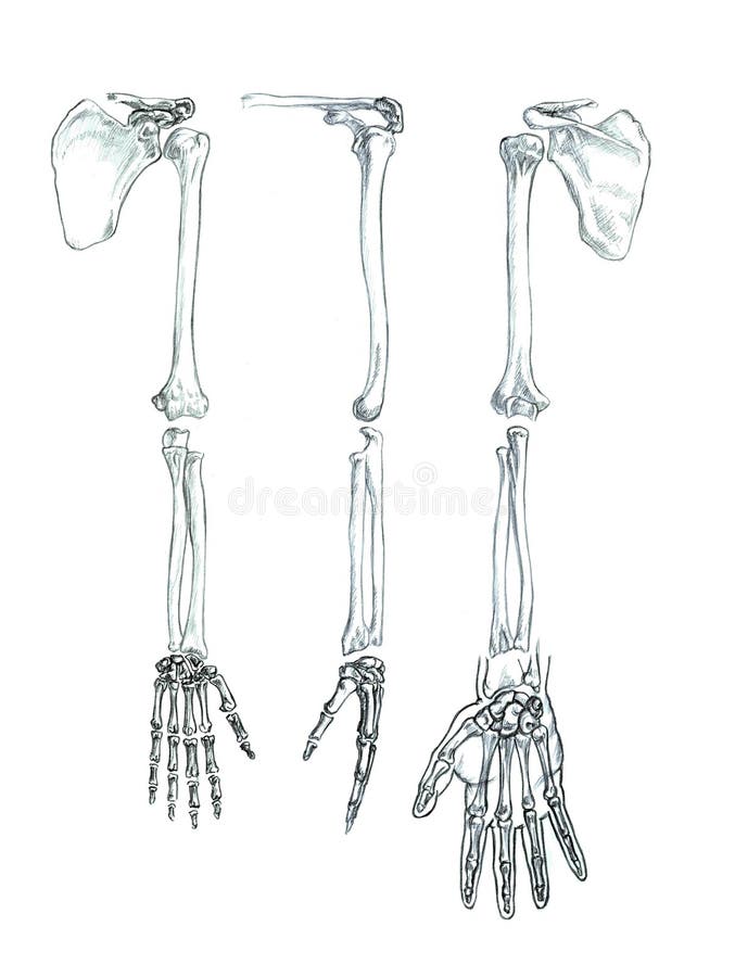 Knochen Der Oberen Extremität Vektor Abbildung - Illustration von ...