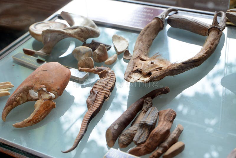 Knochen der Tiere stockfoto. Bild von glas, inländisch - 47956338