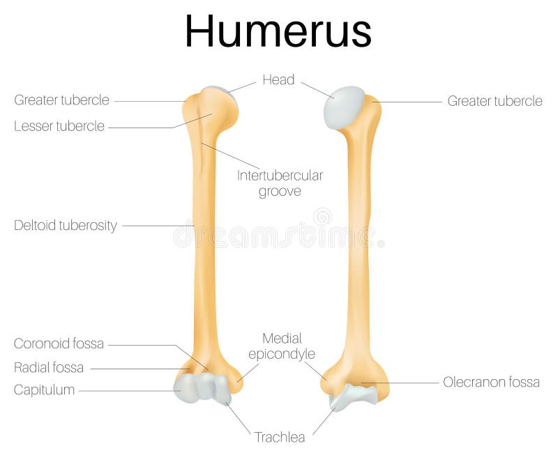 Knochen des Humerus vektor abbildung. Illustration von gesund - 118960677