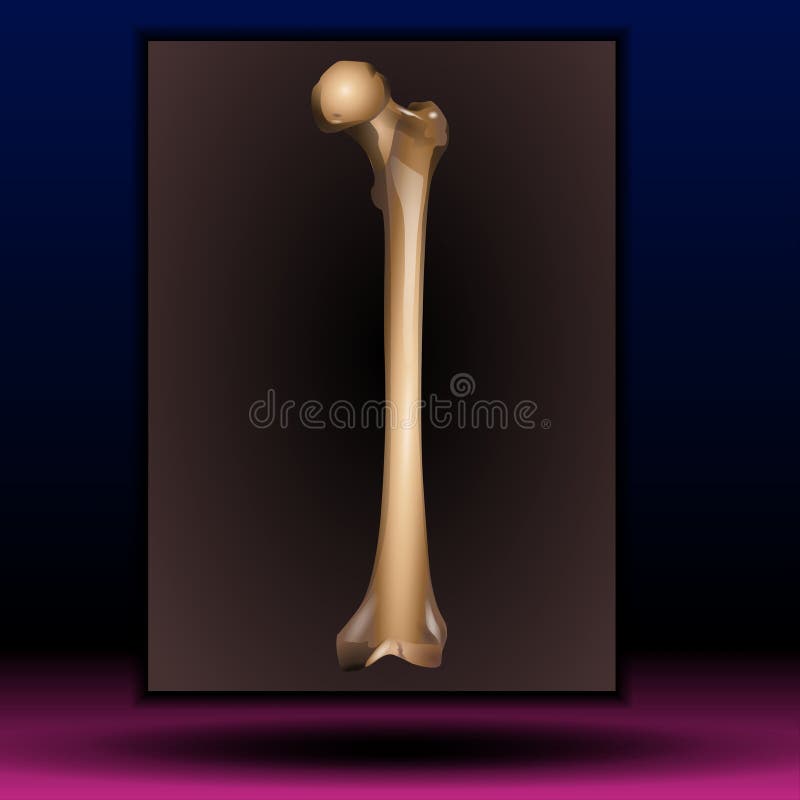 Knochenmark Menschliche Knochenstruktur Vektorgrafik Stock Abbildung ...