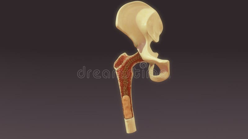 Knochenmark stock abbildung. Illustration von wissenschaft - 84218269