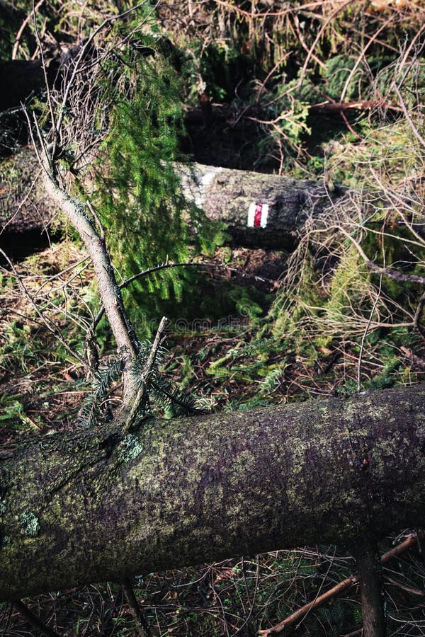 341 Knocked Down Tree Stock Photos - Free & Royalty-Free Stock Photos ...