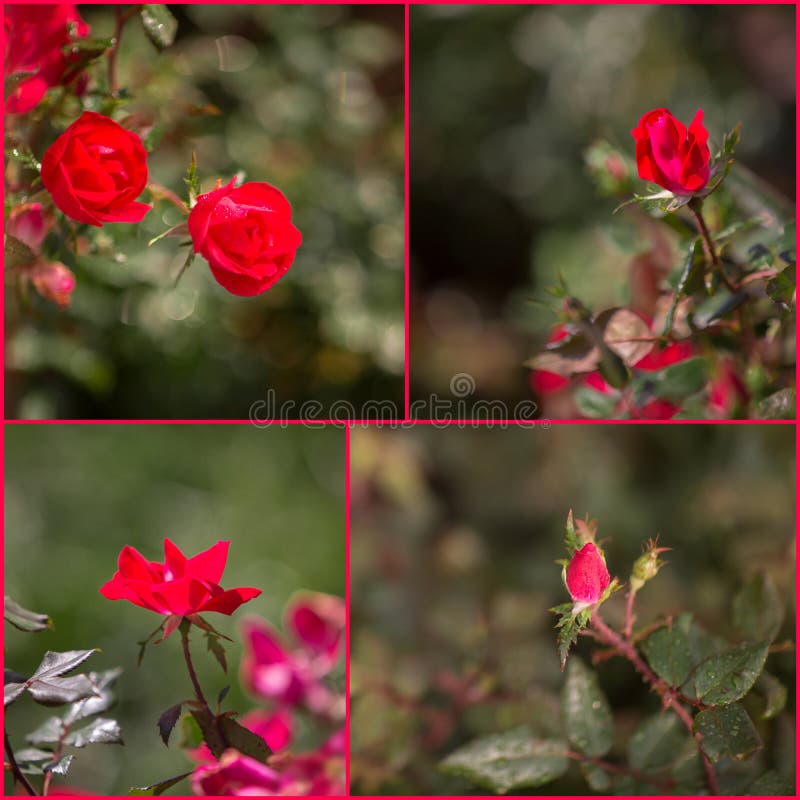 Knockout red roses collage stock photo. Image of pretty - 79983740