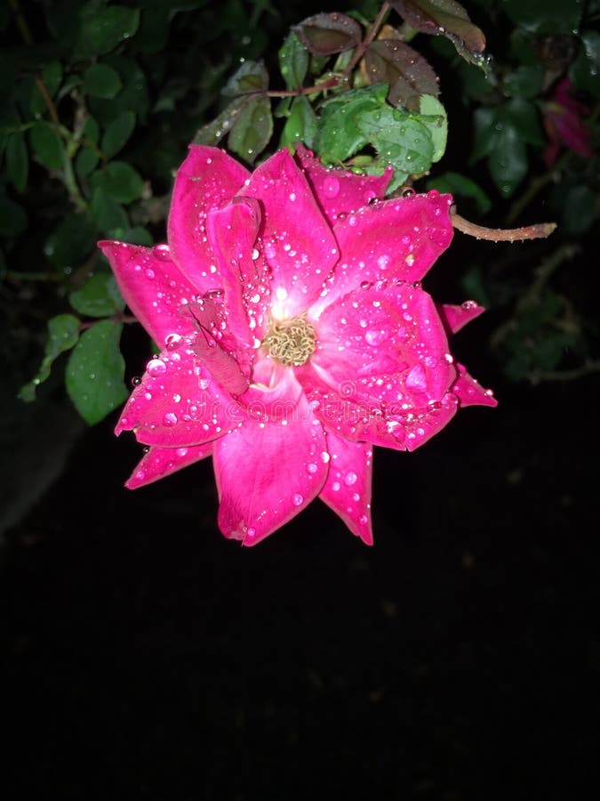 Knockout rose stock image. Image of night, rose, thunderstorm - 92376755