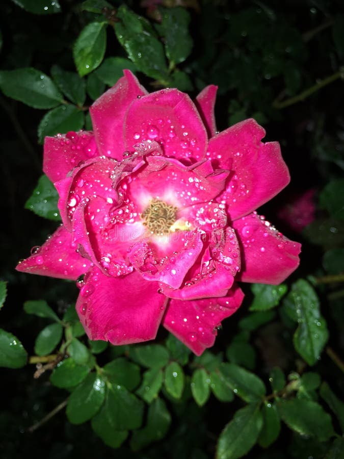 Knockout rose stock image. Image of night, rose, thunderstorm - 92376755