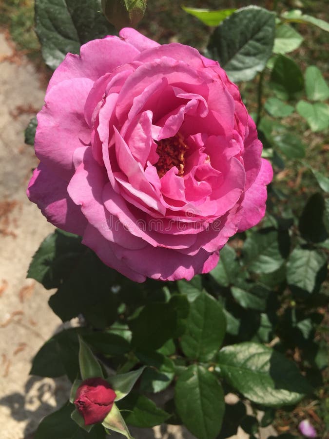 Knockout Rose in Spring stock image. Image of spring - 91224245