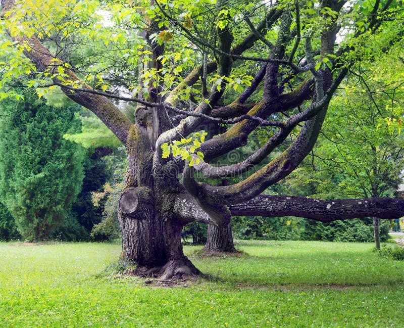 Knarrende Oude Boom in Het Park Stock Foto - Image of takken, park ...