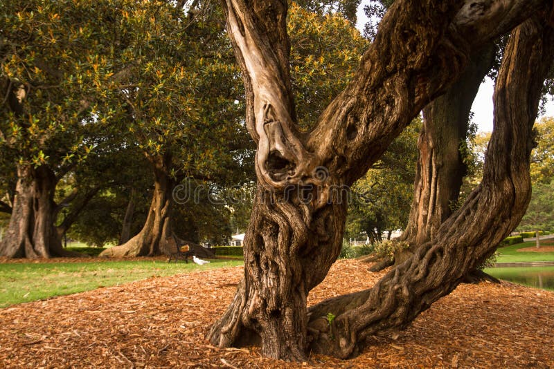 Knoestige Oude Boom In Park Stock Foto - Afbeelding bestaande uit park ...