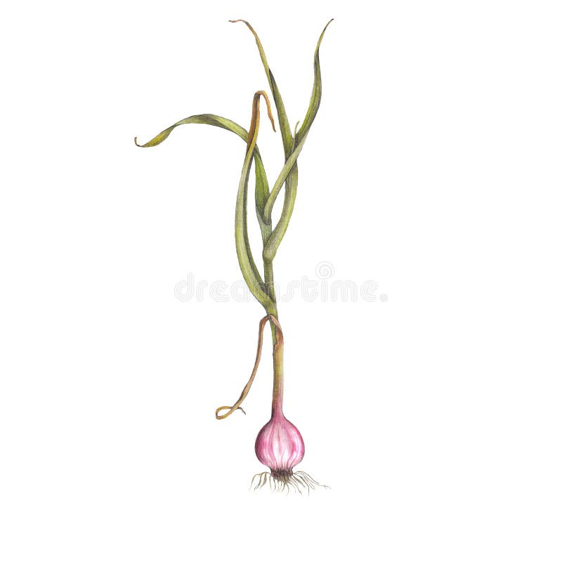 Knoflook Met Groene Spruit Op Bovenkant in Grond, Het Verse Organische ...