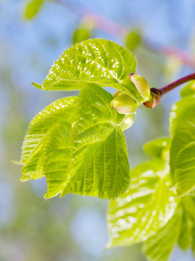 Knoppen En Groene Bladeren Van Lindeboom Stock Foto - Image of seizoen ...