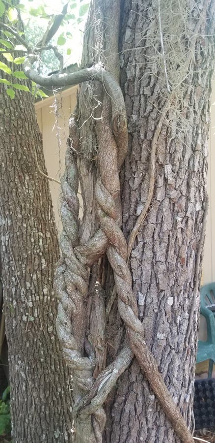 Knot stock image. Image of trees, knot, nature, vines - 148123869