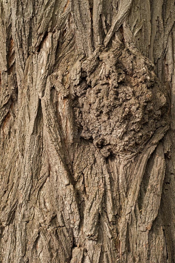 Acacia tree bark stock photo. Image of deciduous, detail - 51429632