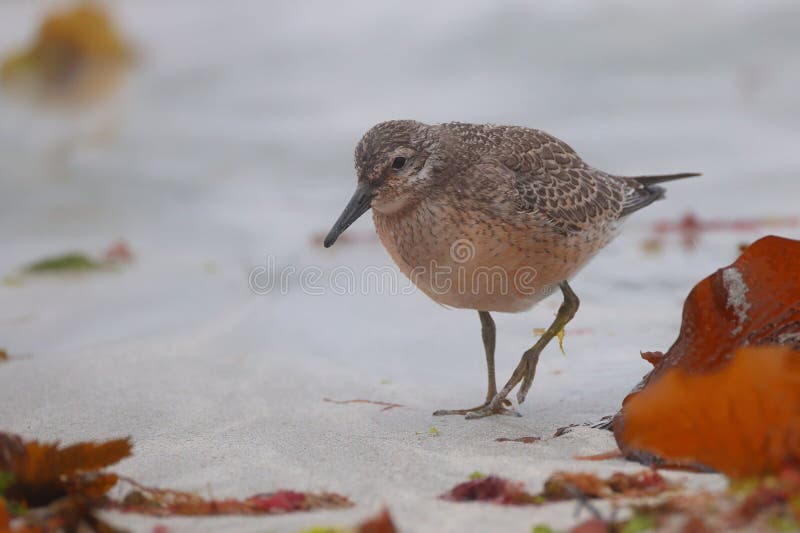 Knot Bird with Thin Beak Standing on Sandy Beach with Head Down ...