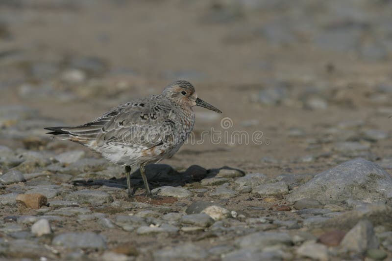 Knot, Calidris canutus stock image. Image of birds, marsh - 82369227
