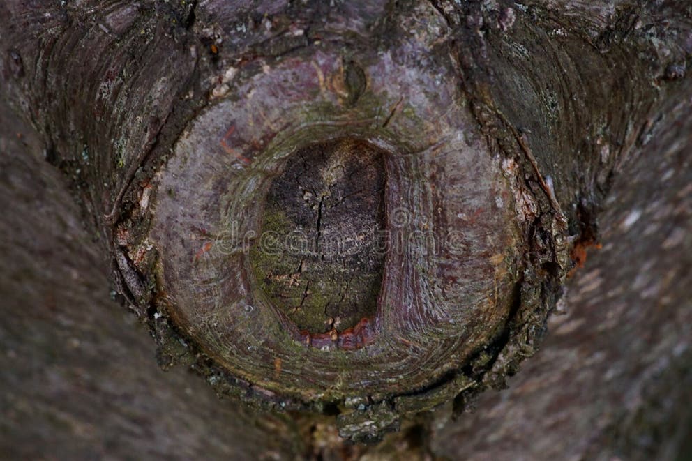 The Knot Created on the Bark of a Tree after Cutting a Branch Callus on ...