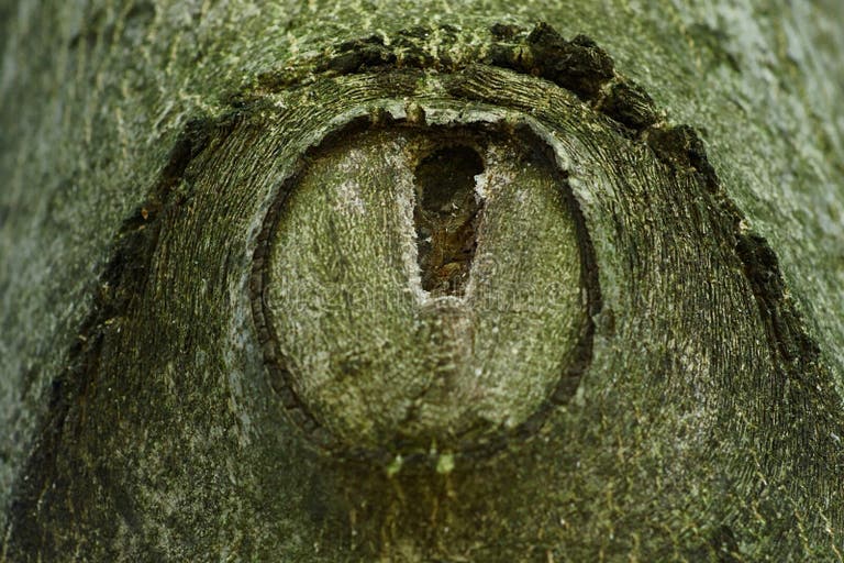 The Knot Created on the Bark of a Tree after Cutting a Branch Callus on ...