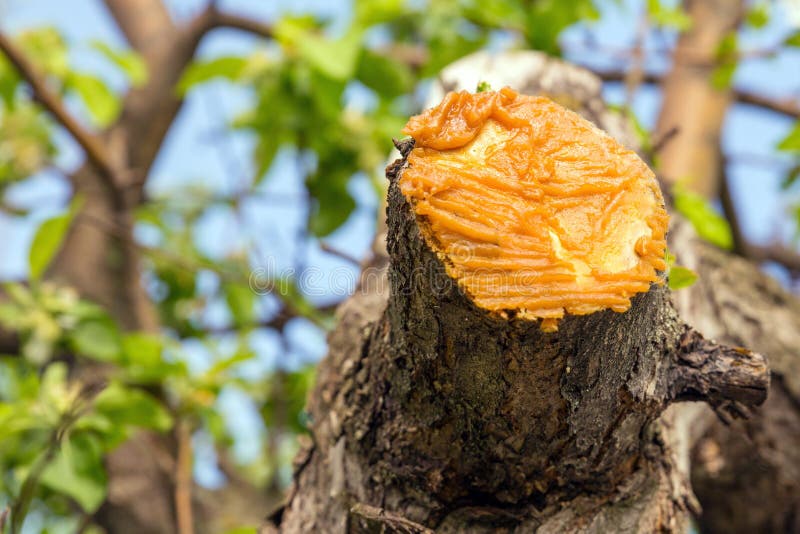 A Knot of a Fruit Tree Sawed and Processed by Garden Pitch Stock Image ...