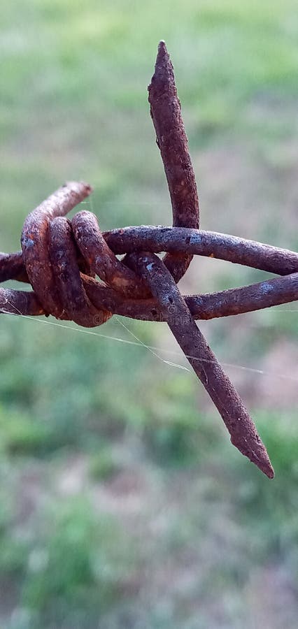 Knot of metal stock photo. Image of metal, metel, tree - 220156458