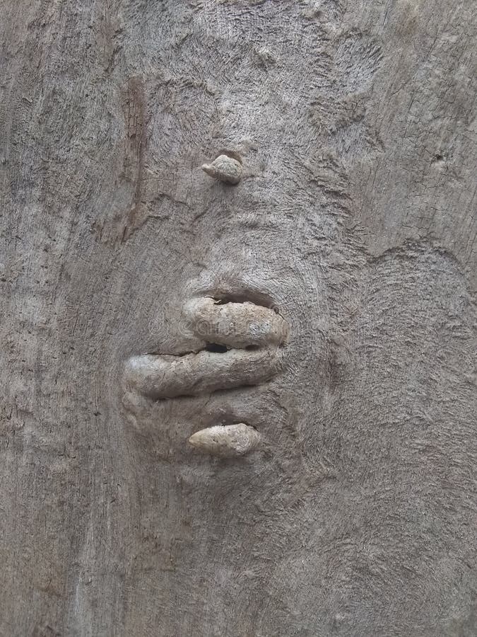 Knot on My Watch - Tree stock image. Image of healing - 246205575