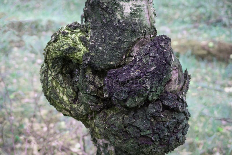 The knot on the tree stock image. Image of green, snag - 106108891