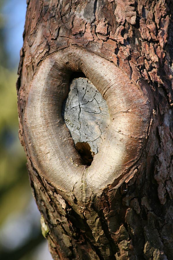 Knot Of A Tree Picture. Image: 1205204