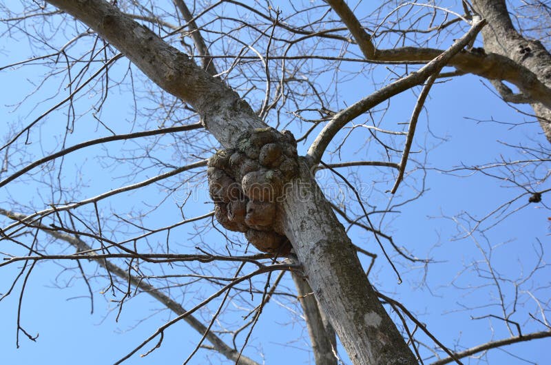 Knot in a Tree with Branches and Bark Stock Photo - Image of branches ...