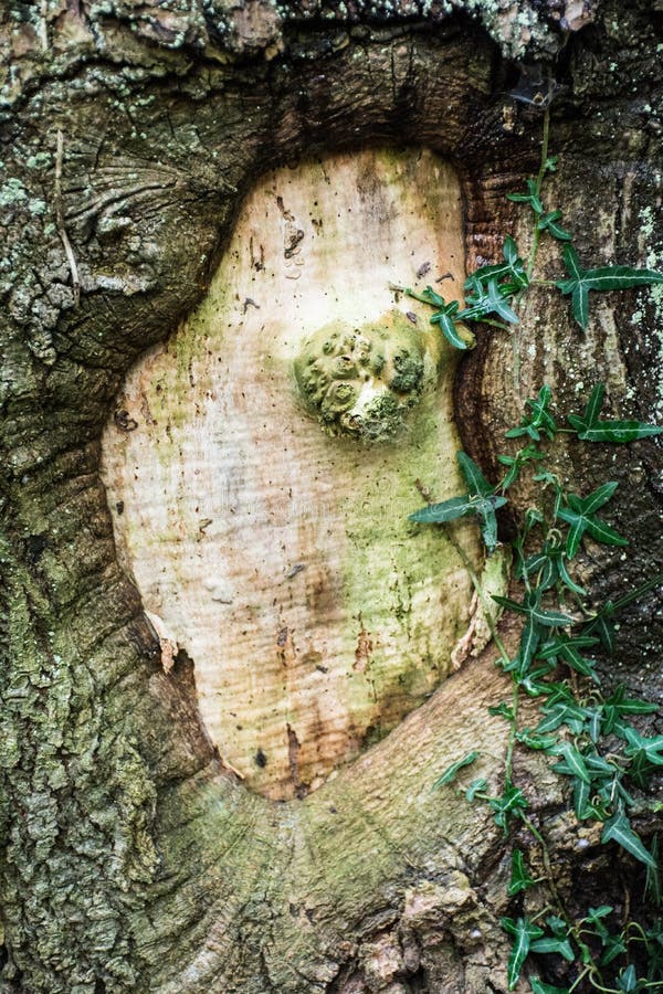 Interesting Knot on Oak Wood Stock Image - Image of interesting, lumber ...