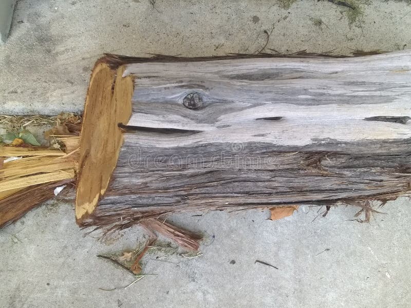 Knot in a Tree with Branches and Bark Stock Image - Image of branches ...