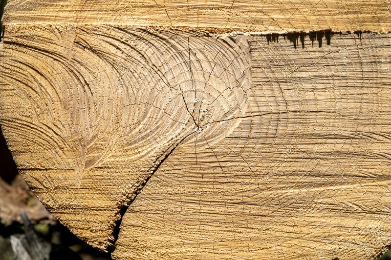 Texture of a Saw Marks on Cut Tree in the Forest Sunny Day Stock Photo ...