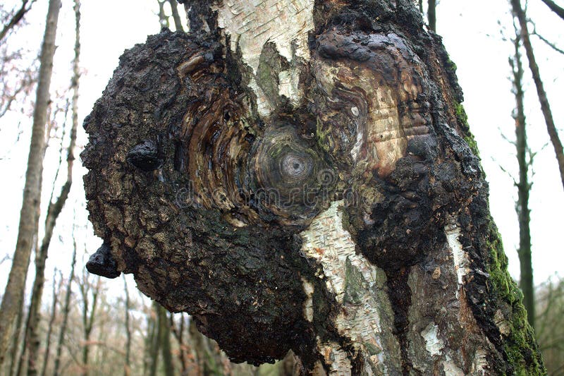 Big Knot in the Trunk of an Oak Stock Photo - Image of green, circle ...
