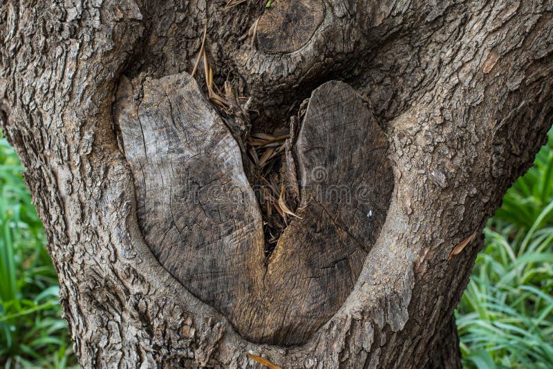 Big Knot in the Trunk of an Oak Stock Photo - Image of green, circle ...