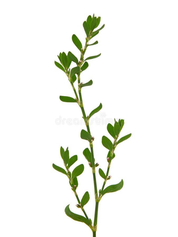 Knotgrass Plant, Polygonum Aviculare Stock Image - Image of prostrate ...
