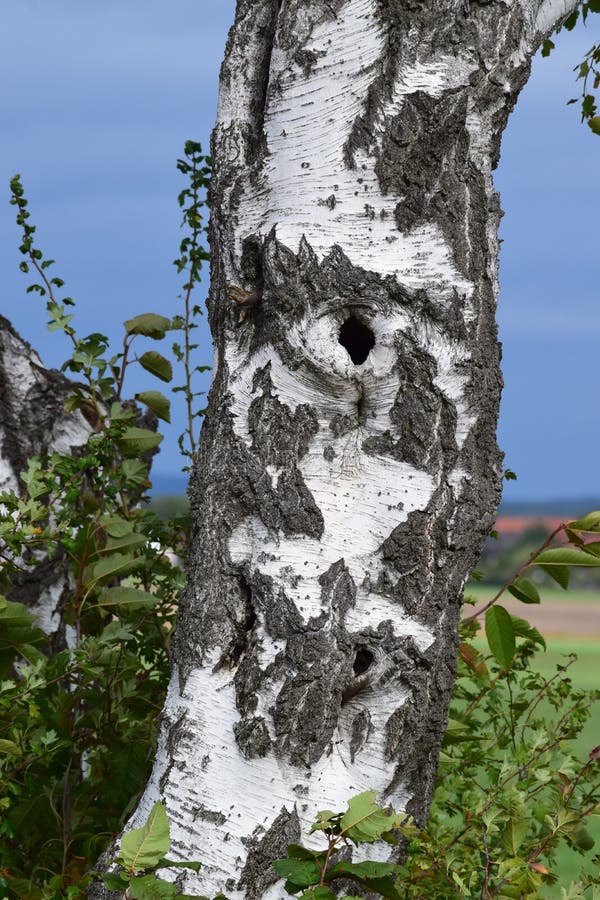Knothole in Birch stock photo. Image of beautiful, knothole - 198237560