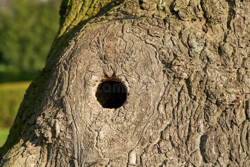 Old tree with knothole stock image. Image of landscape - 10053281