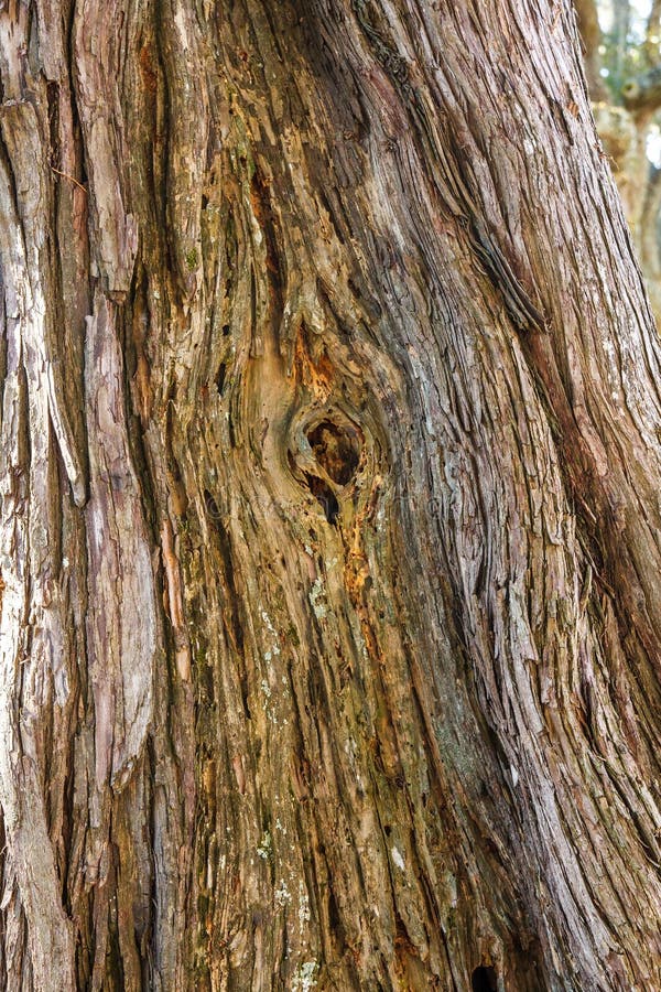 Old tree with knothole stock image. Image of landscape - 10053281