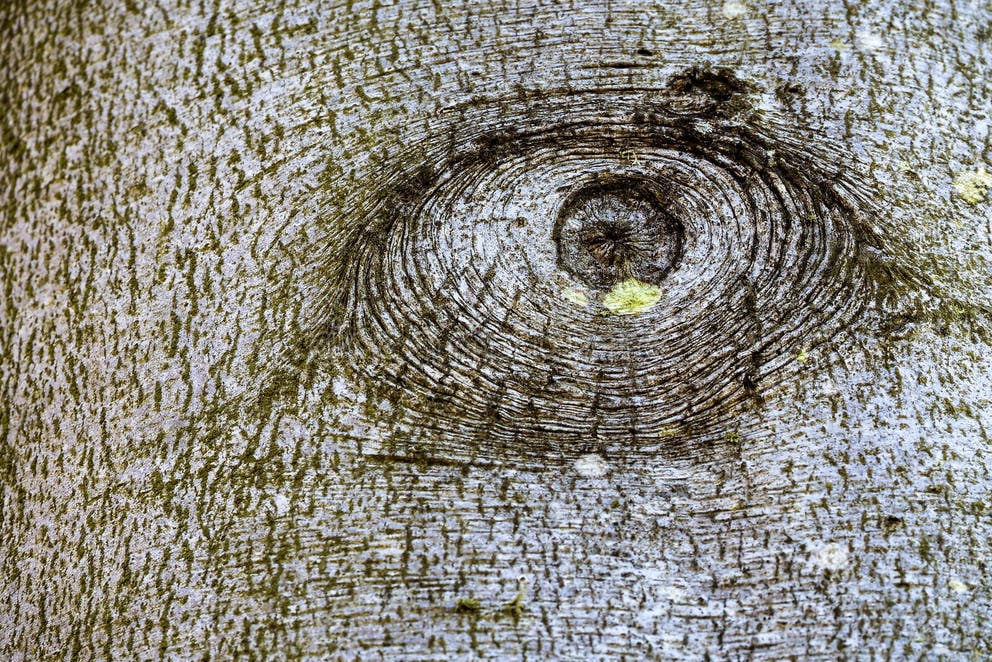 Knothole stock image. Image of rings, branch, tree, trunk - 30765415