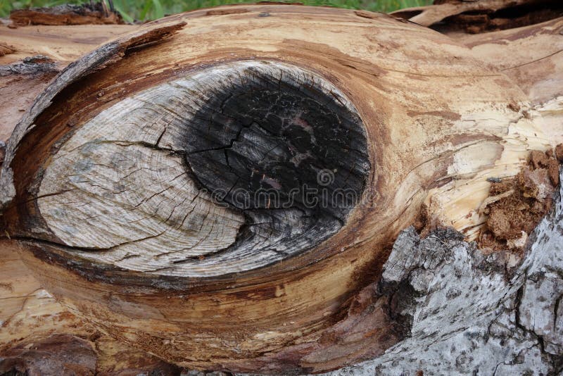 Knothole stock image. Image of structure, roof, fork - 53626893