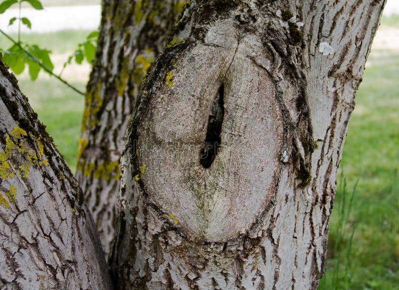 619 Knothole Tree Stock Photos - Free & Royalty-Free Stock Photos from ...