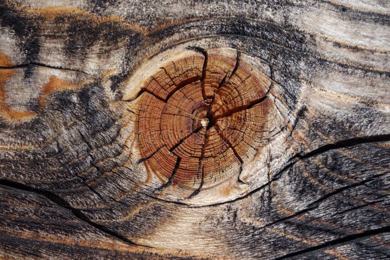 Knothole stock image. Image of structure, roof, fork - 53626893