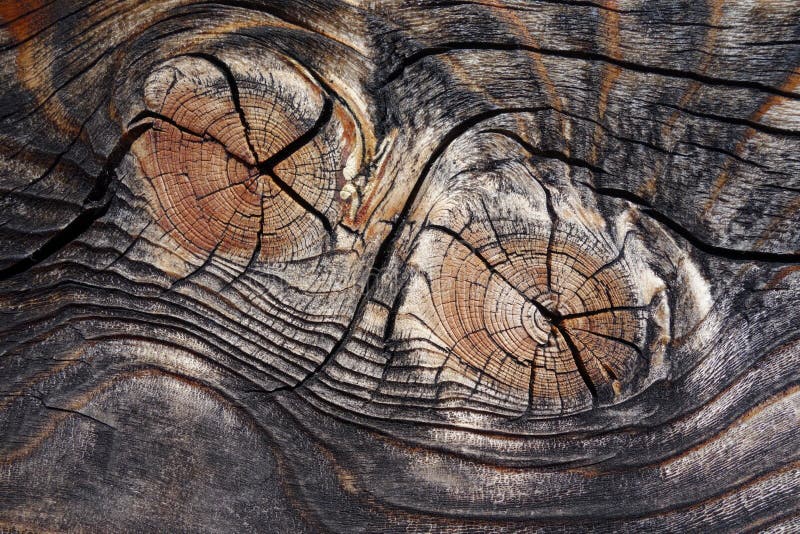 Knothole in wood stock image. Image of nature, knothole - 146575309