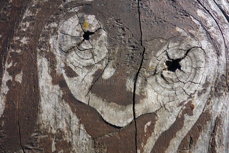 Knothole in wood stock image. Image of nature, knothole - 146575309