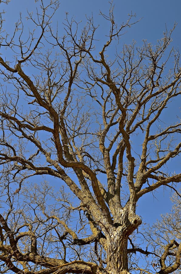 Knotiga lemmar av en ek fotografering för bildbyråer. Bild av ...