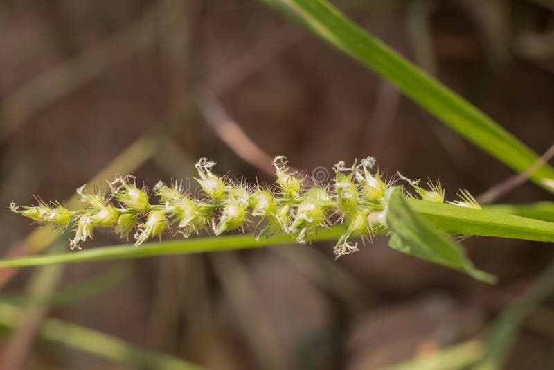 Knotroot Foxtail, Slender Pigeon Grass. Close Up. Macro Stock Photo ...