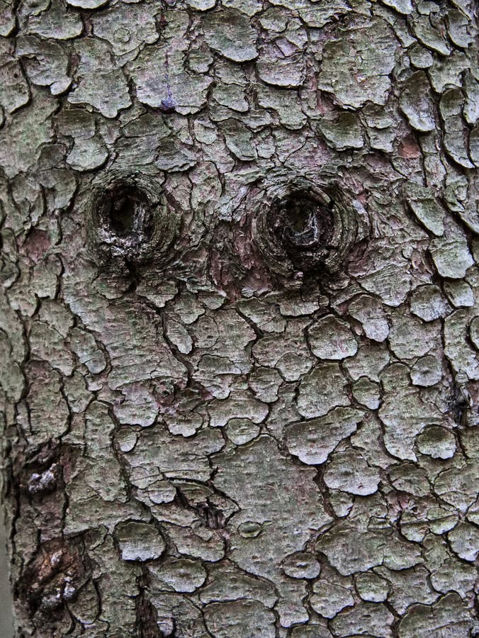 Knots in Tree Bark Resemble Owl Stock Photo - Image of rough, eyes ...