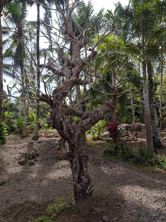 Through the Knots: Unconventional Perspectives of Tree Trunks Stock Photo - Image of trunks ...