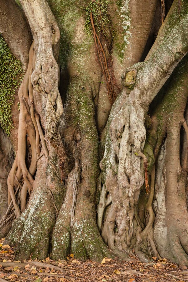 Gnarled aerial tree roots stock image. Image of organ - 9807635