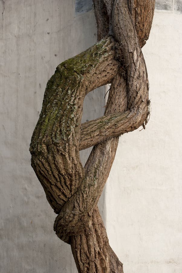 Knotted Ivy Stem Against Wall Stock Photo - Image of city, washed: 72361206